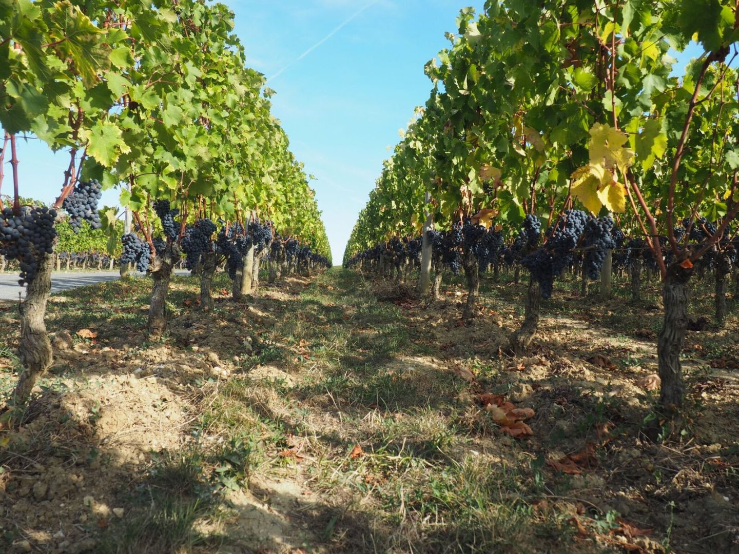 Medoc Wine Tour - Book your Wine Tour Now - Rustic Vines