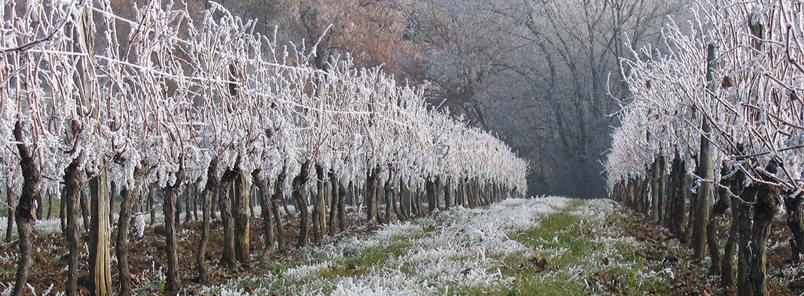 Discover Bordeaux at its Best: Winter Wine Tours with Rustic Vines ...